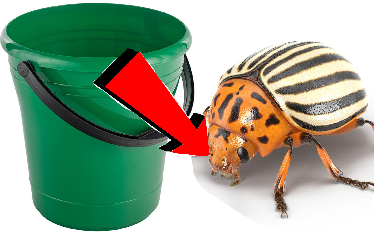 За 003 минуты избавиться от колорадского жука на картошке!!!.