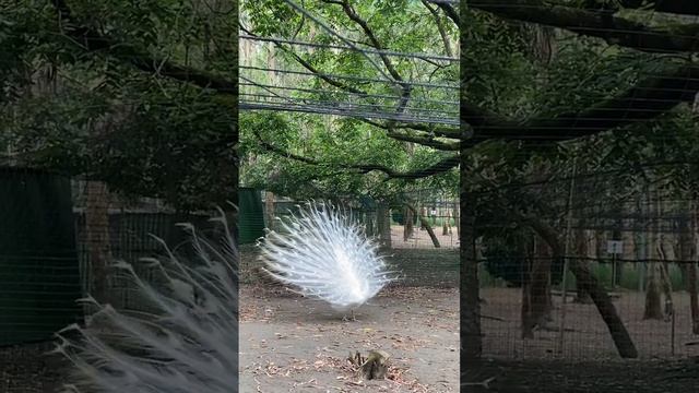 Белый павлин