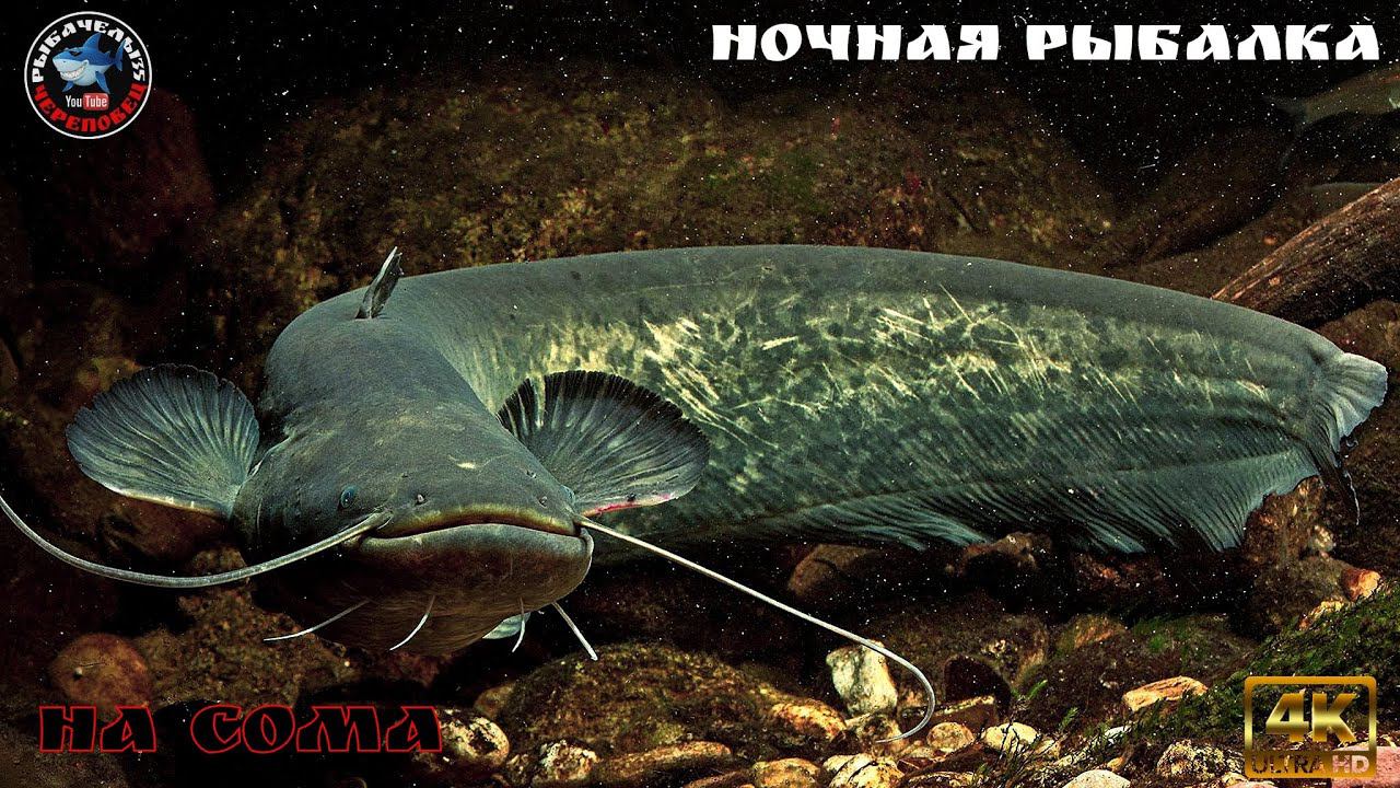 ВЫЖИВАНИЕ 24 часаМУЖИКАМИ на р.Суда.Ночная рыбалка на СОМА!Угнали машину!ШОК!СМОТРЕТЬ ДО КОНЦА!!!