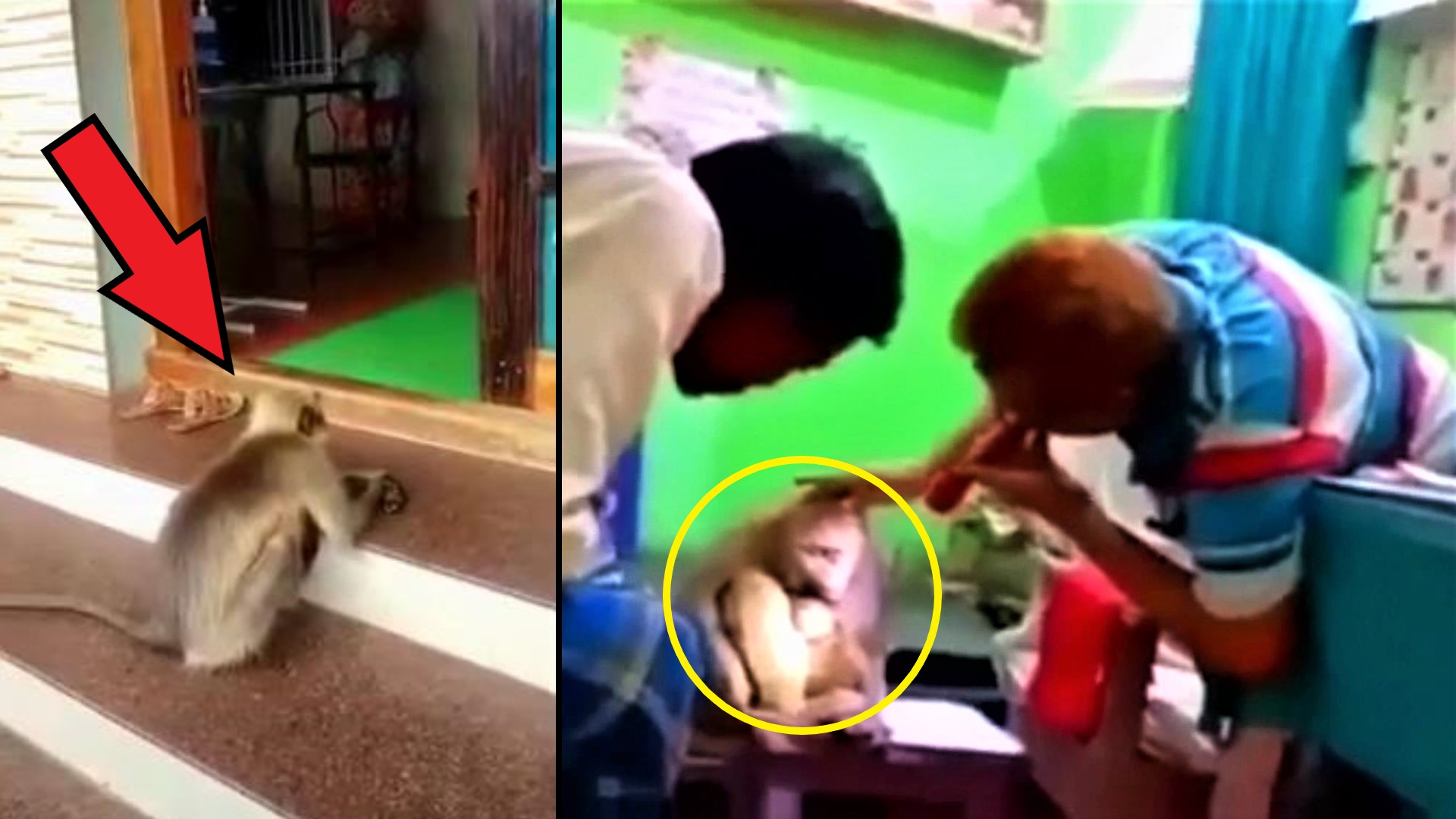 Эти кадры облетели весь мир! Обезьяна с детёнышем зашла в больницу и попросила помощи у человека!