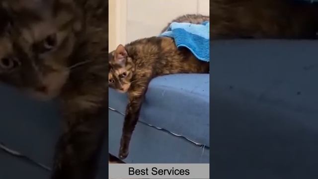 Лучшие Смешные Видео с Кошками