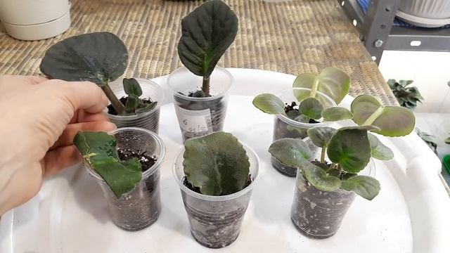 Почему лист фиалки не дает деток?