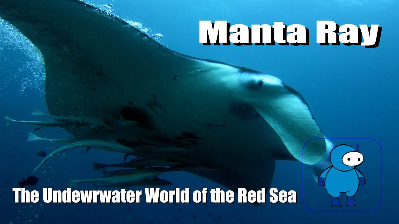 Manta ray. Дайвинг в Шарм эль Шейхе