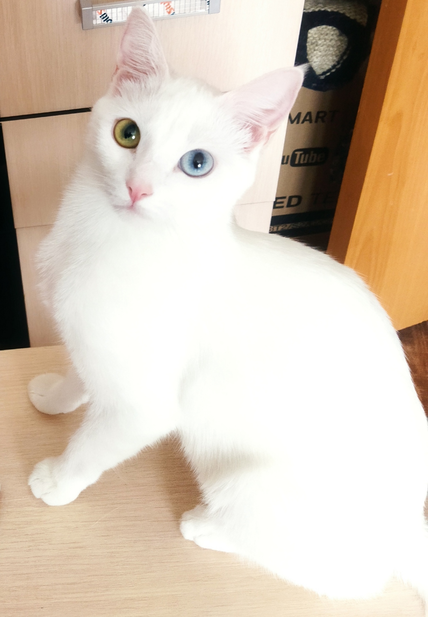 Турецкая кошечка. Устала, Саша!