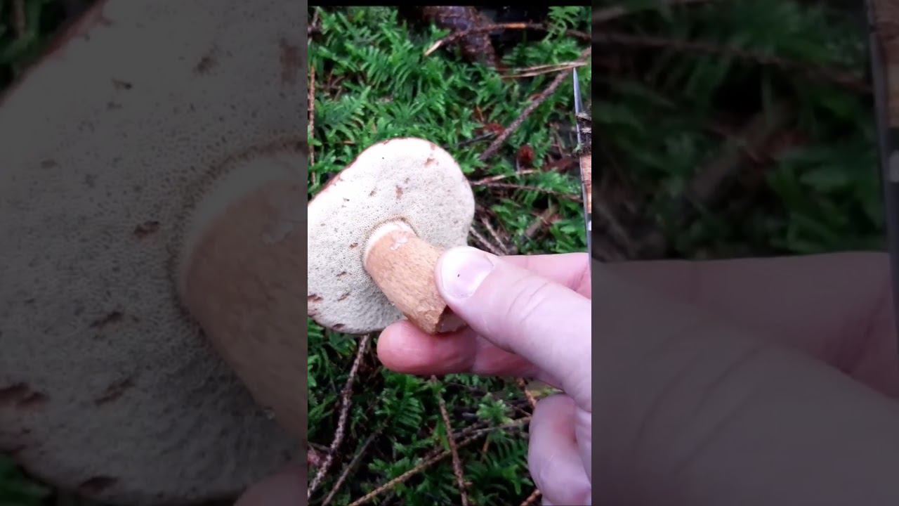 Гриб упал и ногу набок.