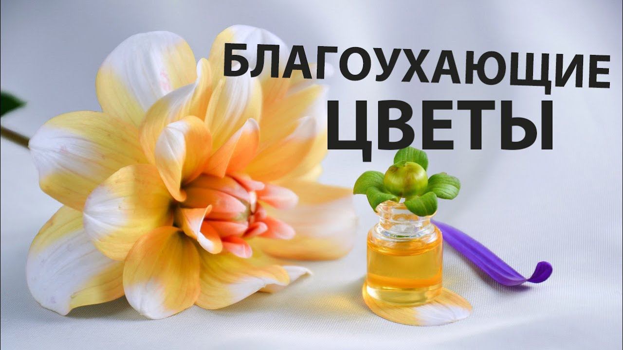 Благоухающие цветы. Комнатные растения, обладающие невероятным ароматом  Цитрусовые