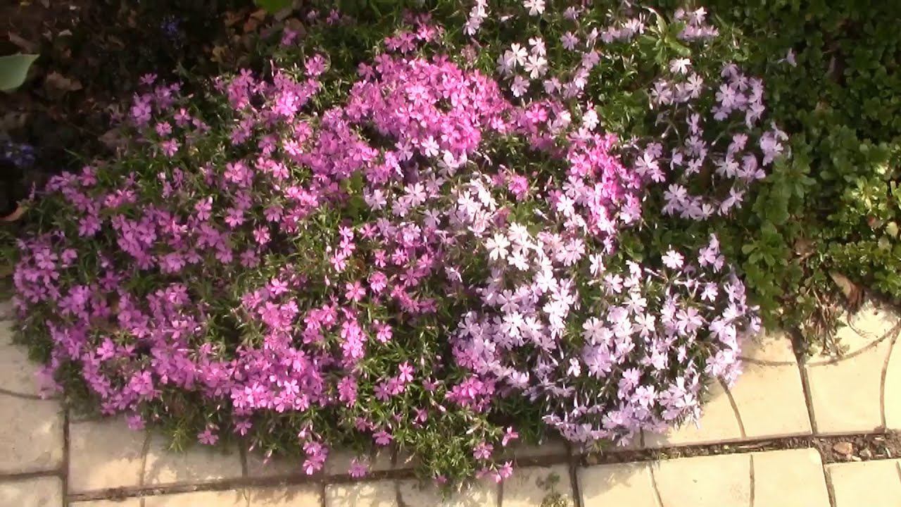 Почвопокровники апреля