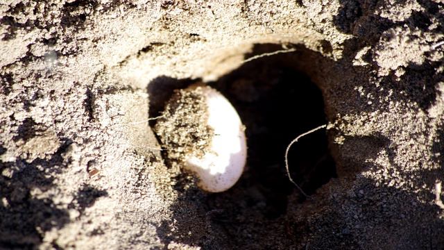 Болотная черепаха 8 Позвоночник черепахи