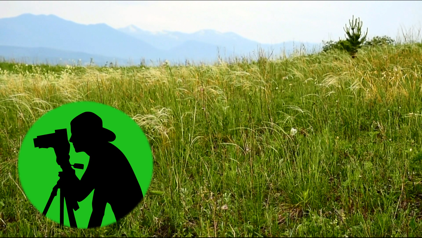 Звучание летнего луга / Пение птиц и стрекотание кузнечиков для крепкого сна и расслабления