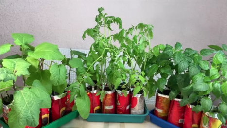 Опрыскиваю рассаду от вредителей.