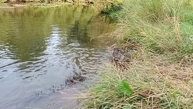 Вук купается в Сходне_2021