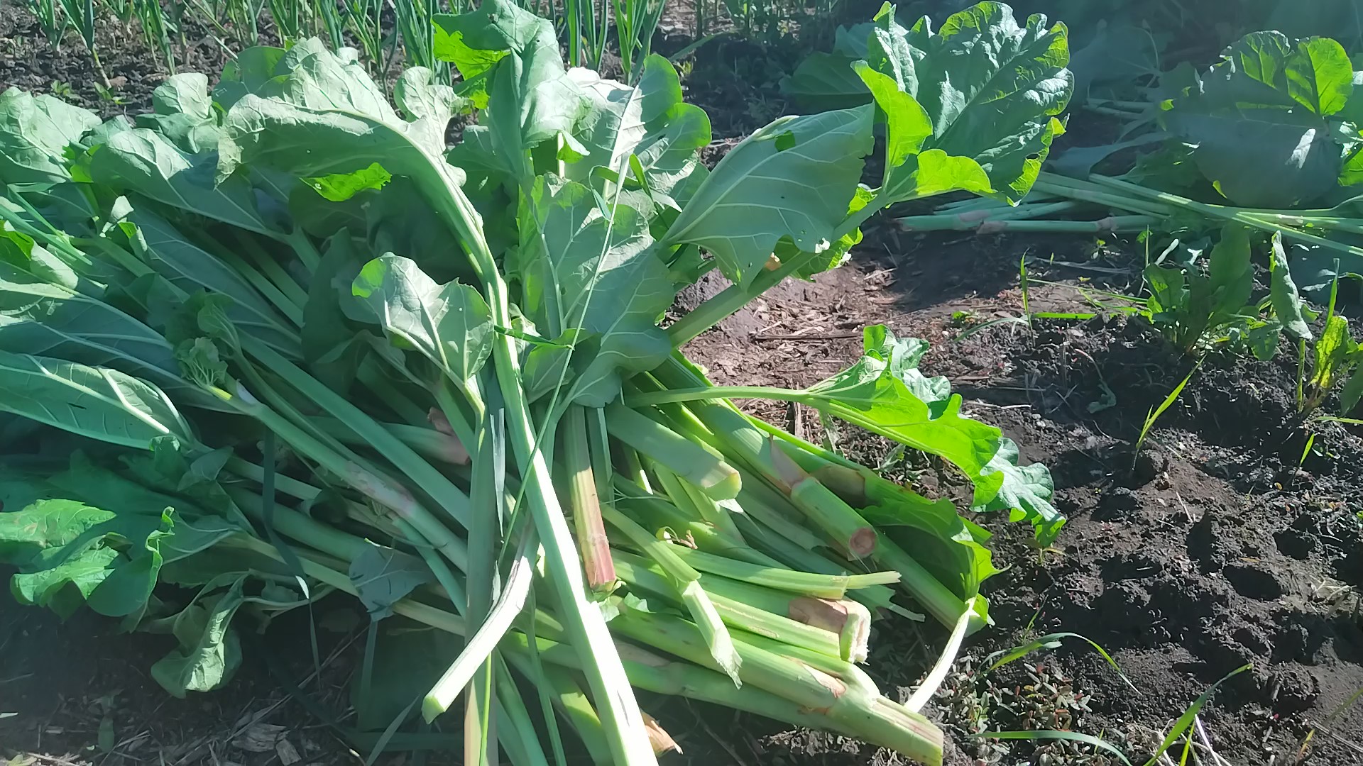 Делаем ревеневое вино. Проще не придумаешь