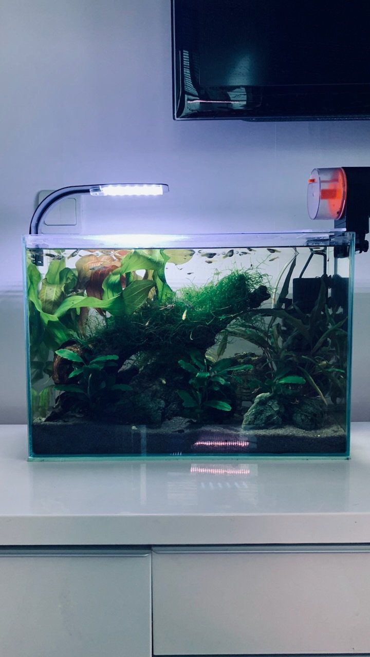 Аквариум 12.12.2022             #Аквариум  #аквариумистика  #аквас  #аквамир  #aquarium