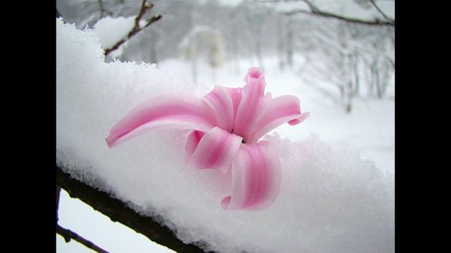 Игорь Северянин Фиалка