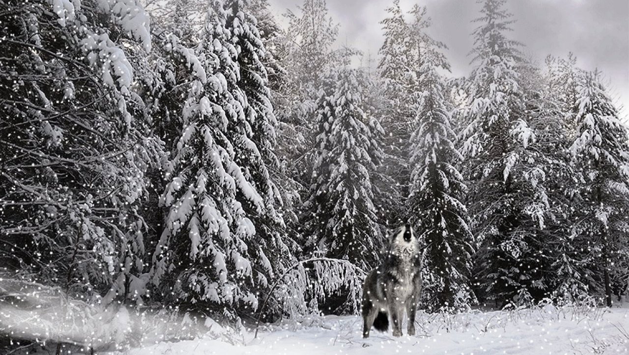 Э.Григ   Пер Гюнт 5.Жалоба  Ингрид.