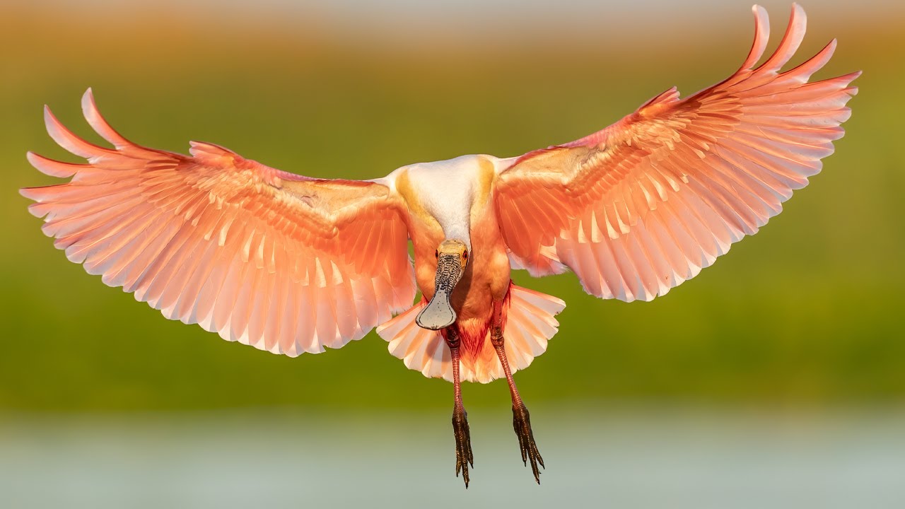 «Розовые колпицы» ИМПРОВИЗАЦИЯ композитор Виктор Анохин #viktorjazz #instrumentalmusic #rock #музыка