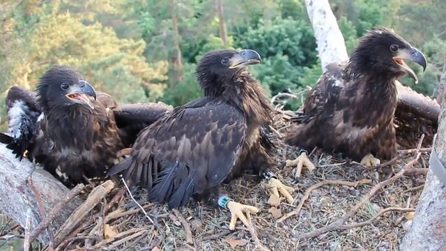 Птенцы орлана-белохвоста Haliaeetus albicilla. Нижнекамск, РТ
