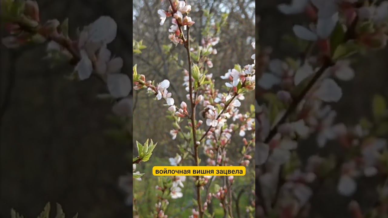 Вишня зацвела, а пчёлки опыляют, работают! #сад #вишня