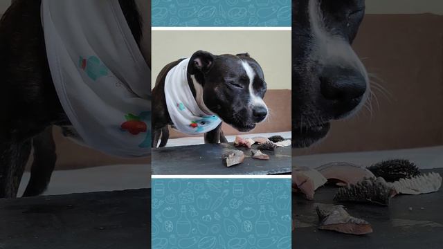 Говяжьи носы! Оценка от стаффи 🍽️ #стаффи #повар #рецепт #собака #кухня #говядина #нос #животные