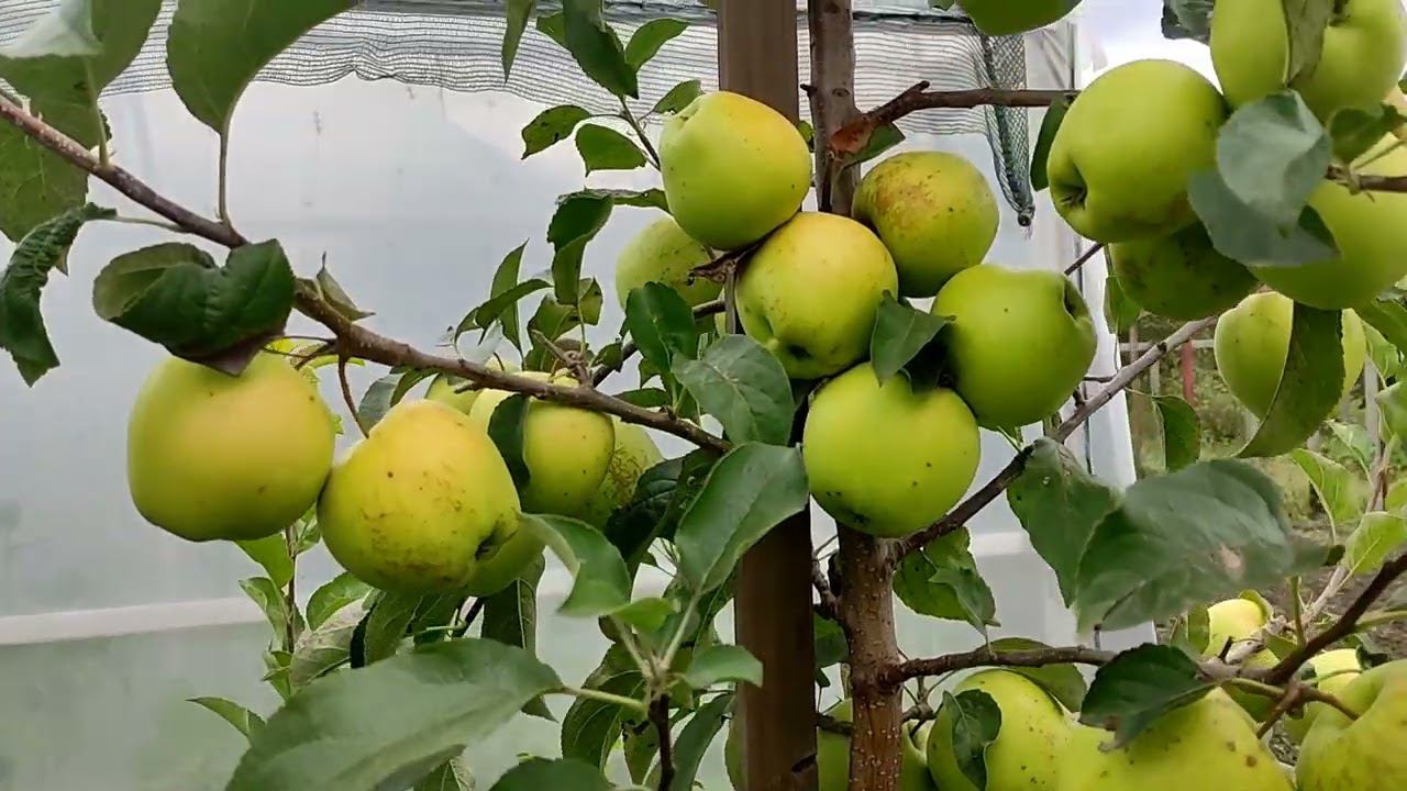 Яблоня Голден Рейнджерс