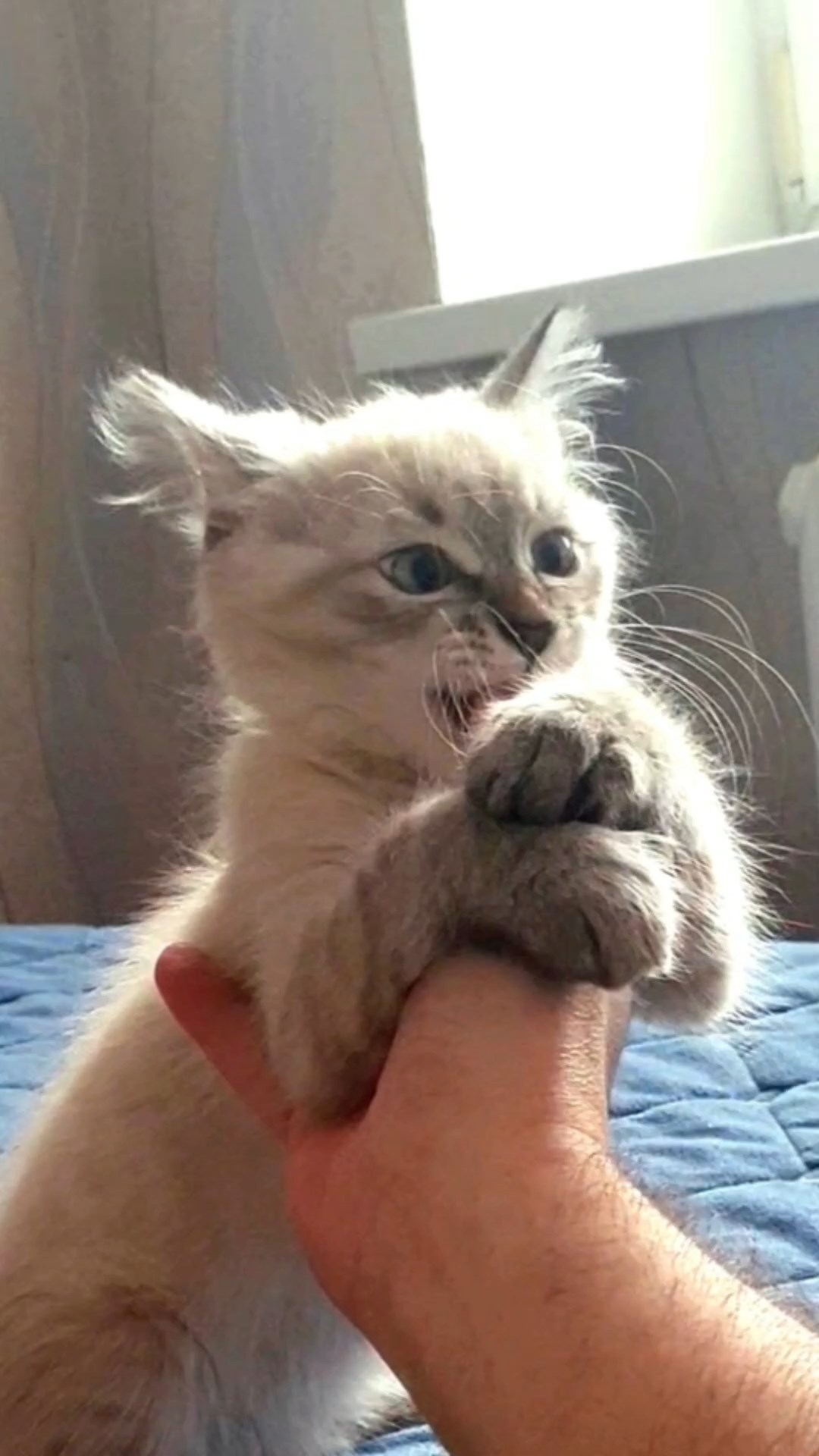 Мяу! ррр?
#shorts #кокос #котики