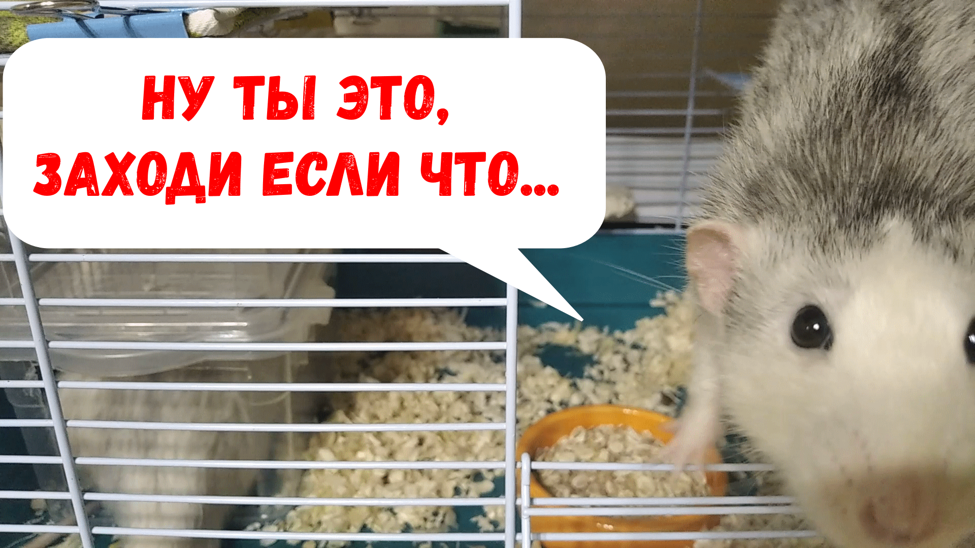 НАРЕЗКИ ИЗ ЭФИРА | КРЫСЫ #21