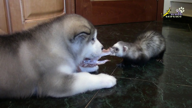 Бои без правил, голодный хорёк атакует