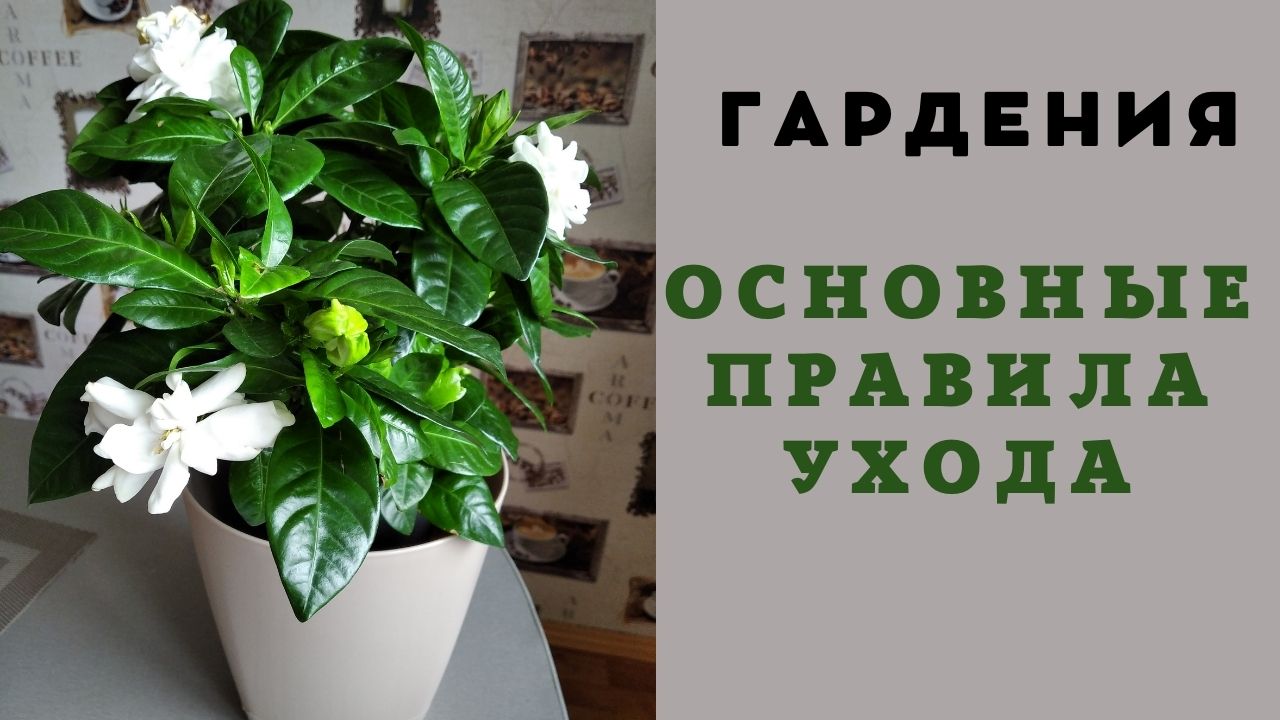 Гардения. Уход в домашних условиях.