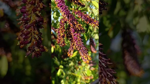 утро после дождя