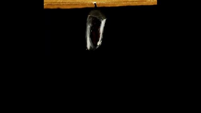 VID_20221221_222015_932.mp4