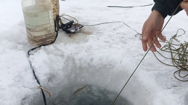 Проверка перемета.16.03.24г.Рыбалка продолжается.