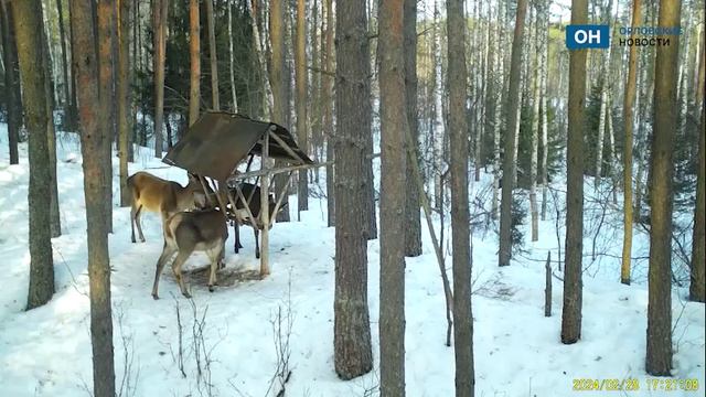 Трое орловских оленей угодили в фотоловушку
