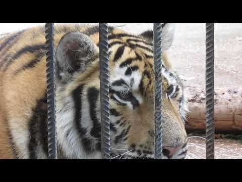 2022 Ялта (зоопарк)