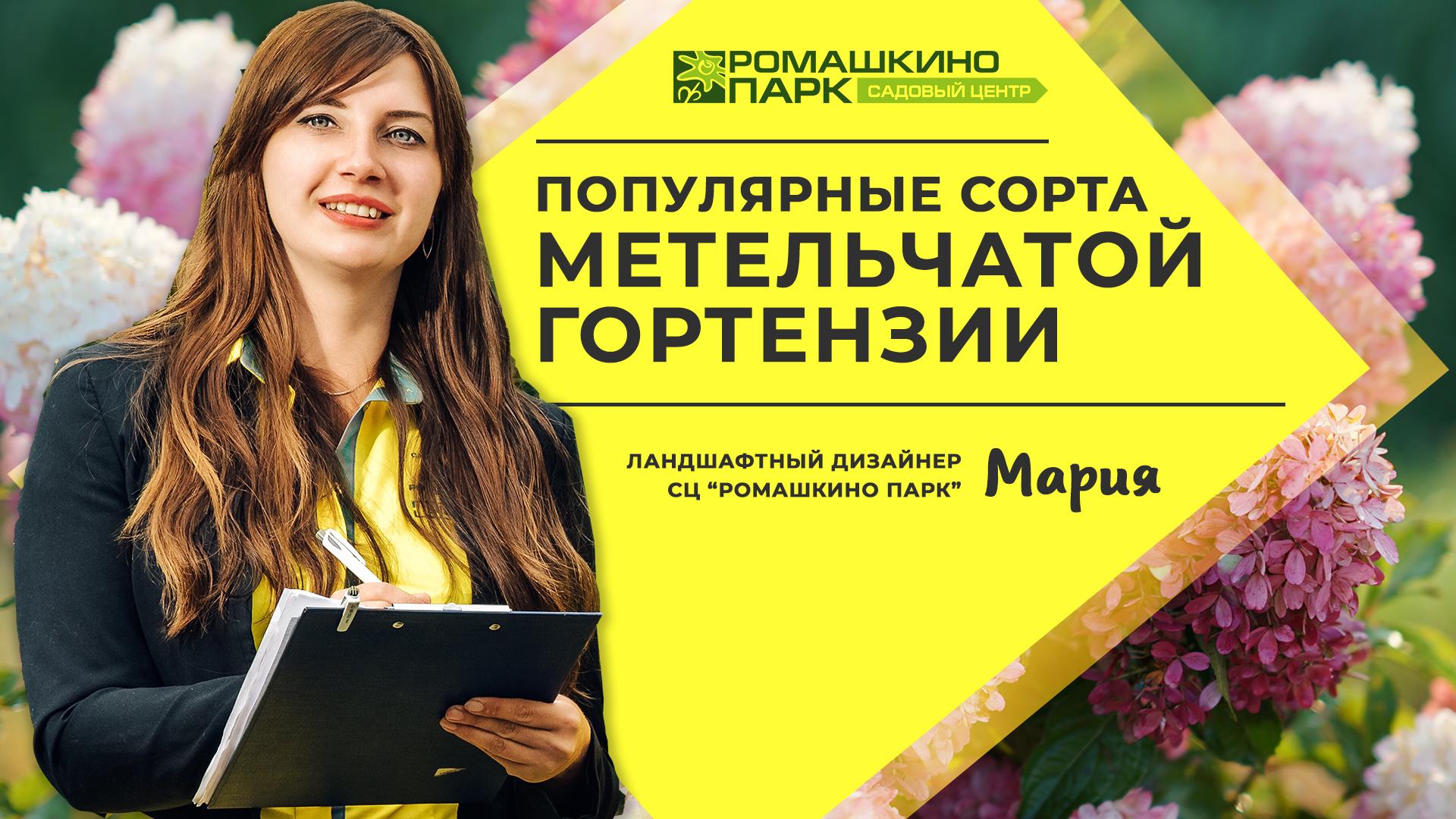 Популярные сорта гортензии метельчатой