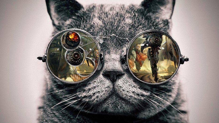 I am cat - начало жизни кота