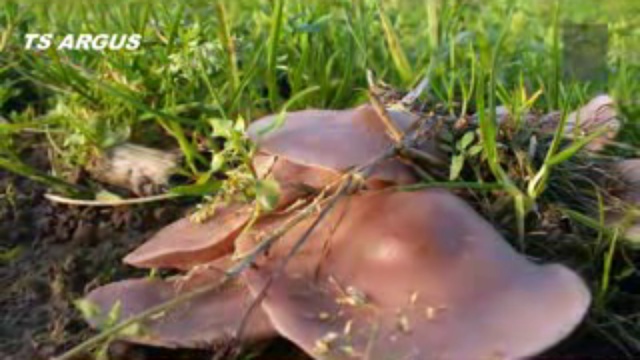 102_Снова осень на пороге