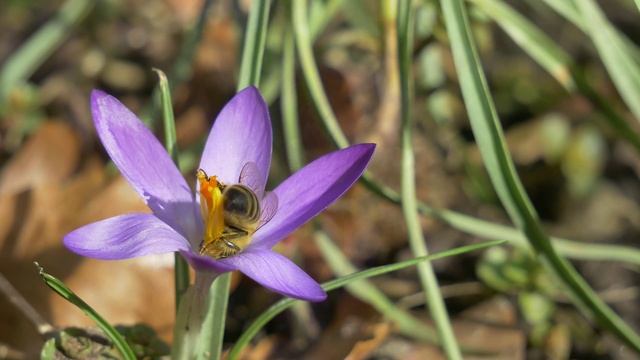 Весенняя клумба своими руками