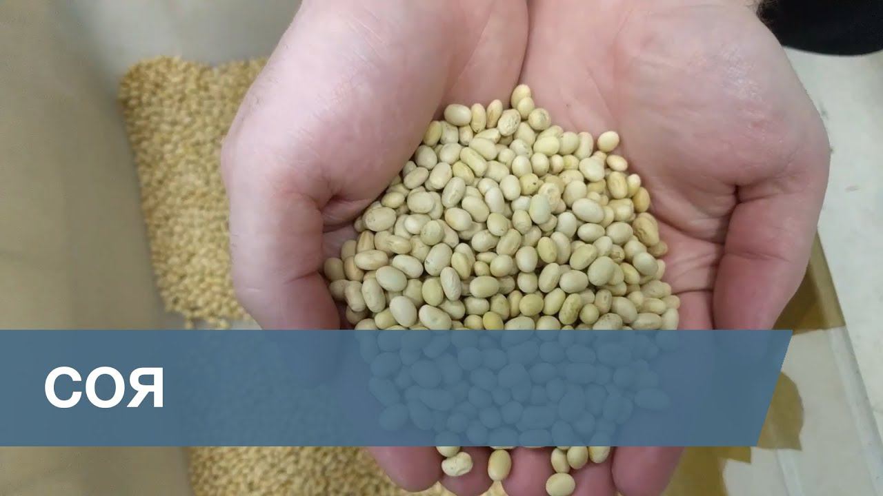 Сортировка Сои / Soybean Sorting
