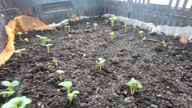 огород на балконе апрель 2022 - редиска