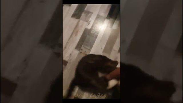 КОТ Ханзо - полировка паркета