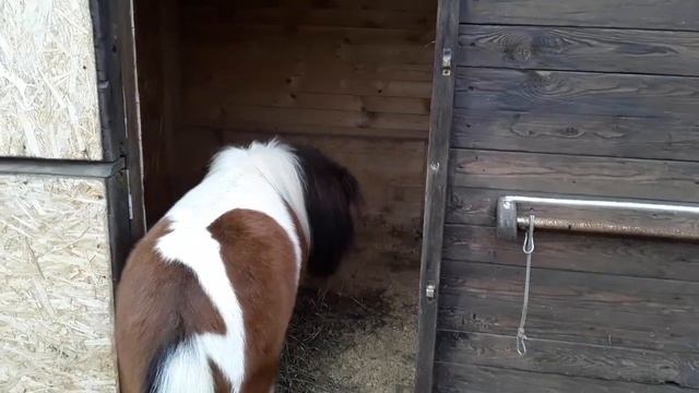 Кашель и насморк у лошади / Причины и лечение . Аллергия или Простуда?