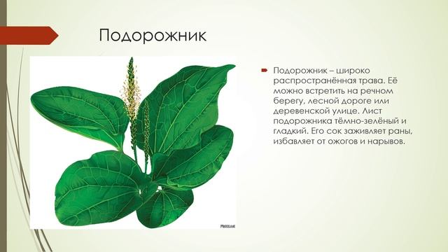 Травы природоведение 6 кл.mp4