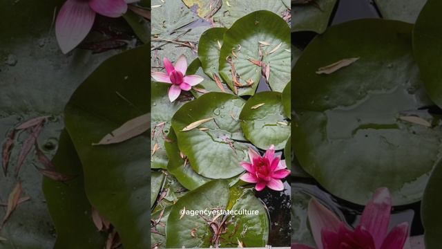 ПРИХОД ЖЕНСКОГО  МОНАСТЫРЯ ВСЕЦАРИЦА#местосилы#краснодар#чтопосетитьвкраснодаре#пластуновская#купель