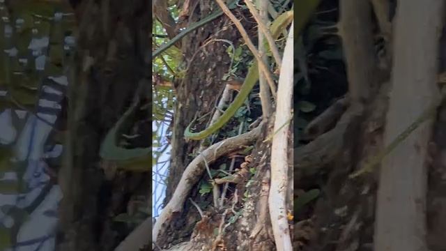 ДОМОВОЙ КРАПИВНИК - обитатель Южной и Северной Америки