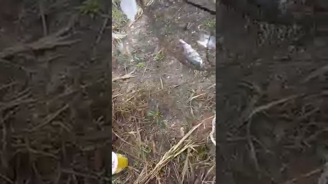 вот такая у нас плотвичка )