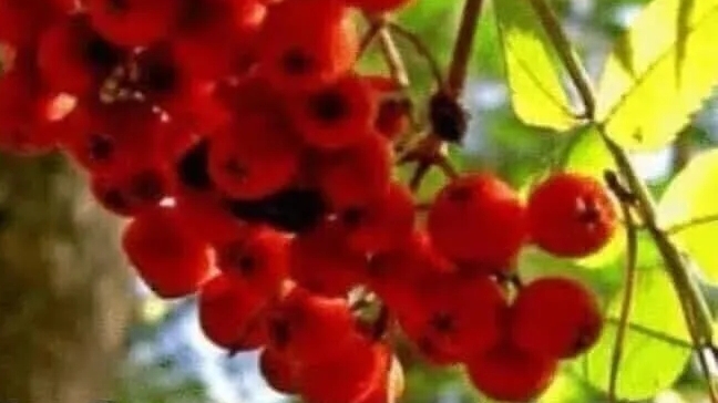 О погоде🌞, об огороде🌿 и о природе.🌲🌳🌾