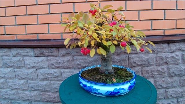 Бонсай яблоня декоративная Эверест Bonsai malus Everest manzano дубль 2 осень 2022 год