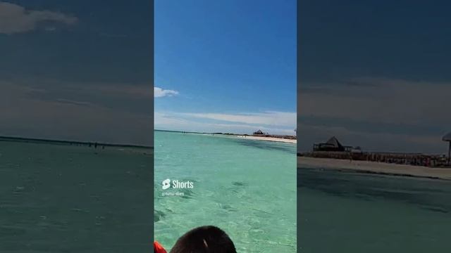 Как Птеродактили. Огромные пеликаны на пляже Кубы. Тутси - диеты и путешествия. Тутси влог.