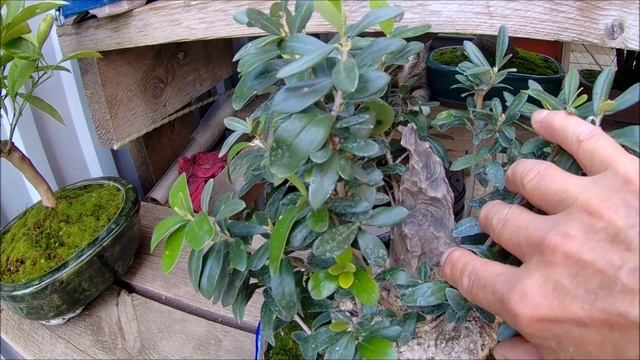 Бонсай на улице 2020 лето часть 2 Bonsai on the street 2020 summer part 2