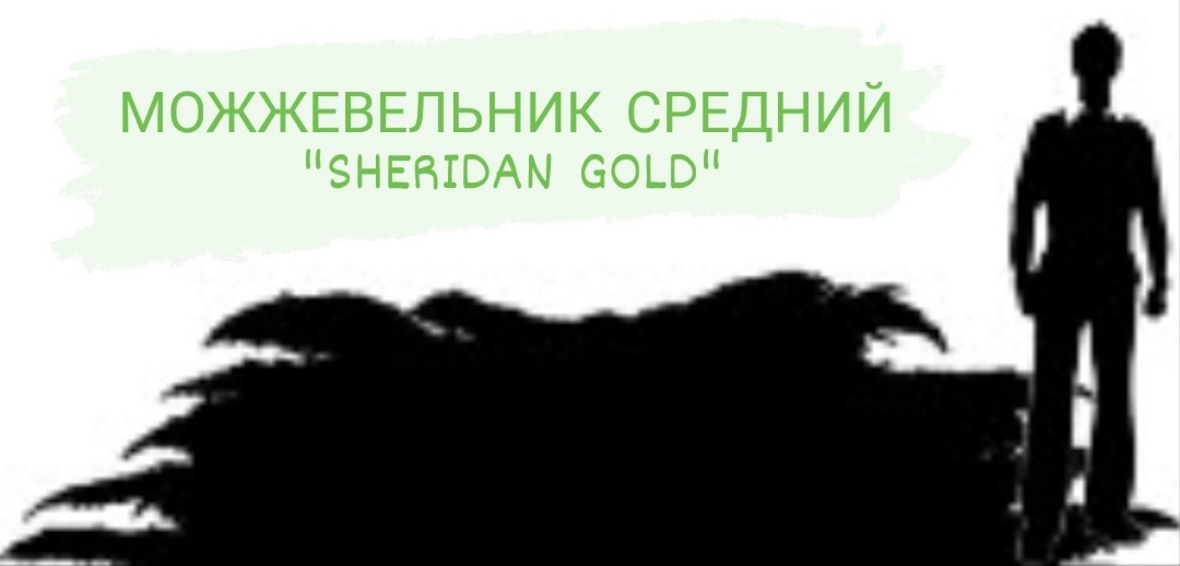 МОЖЖЕВЕЛЬНИК СРЕДНИЙ ШЕРИДАН ГОЛД "SHERIDAN GOLD"